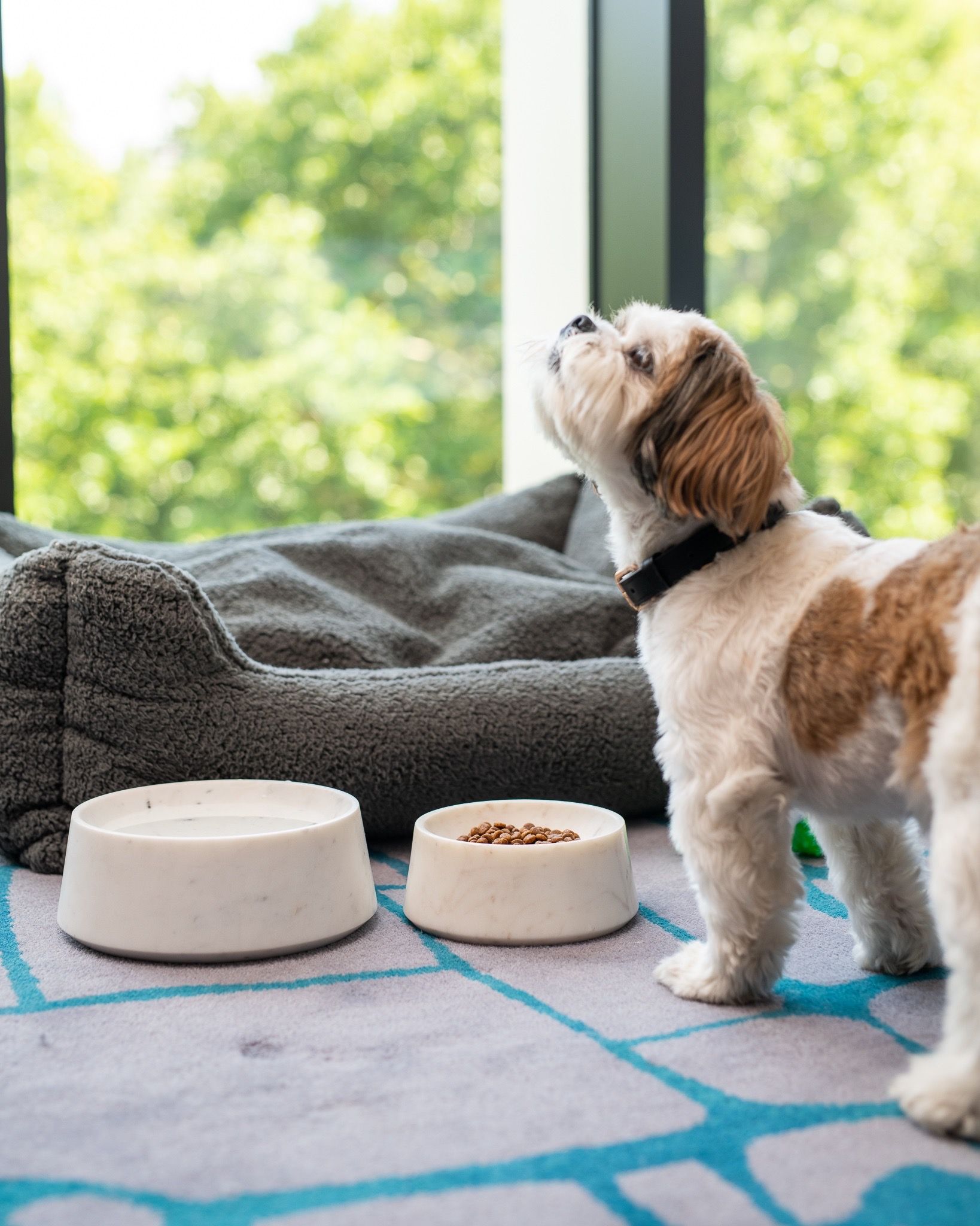 Paws and Passports: Embracing the Pet-Friendly Revolution Across Asia ...